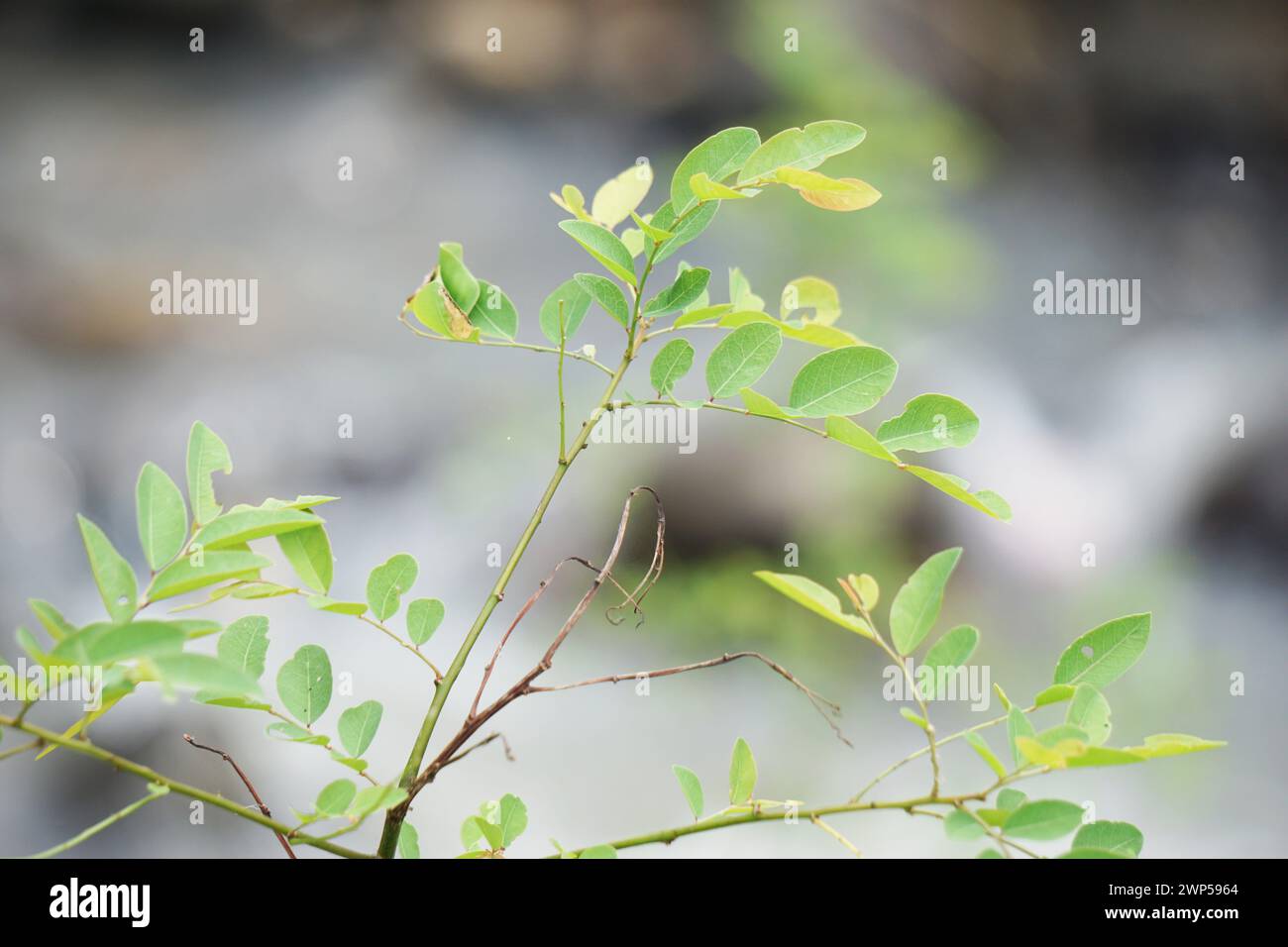 Katuk (Sauropus androgynus, star gooseberry) leaves with a natural ...