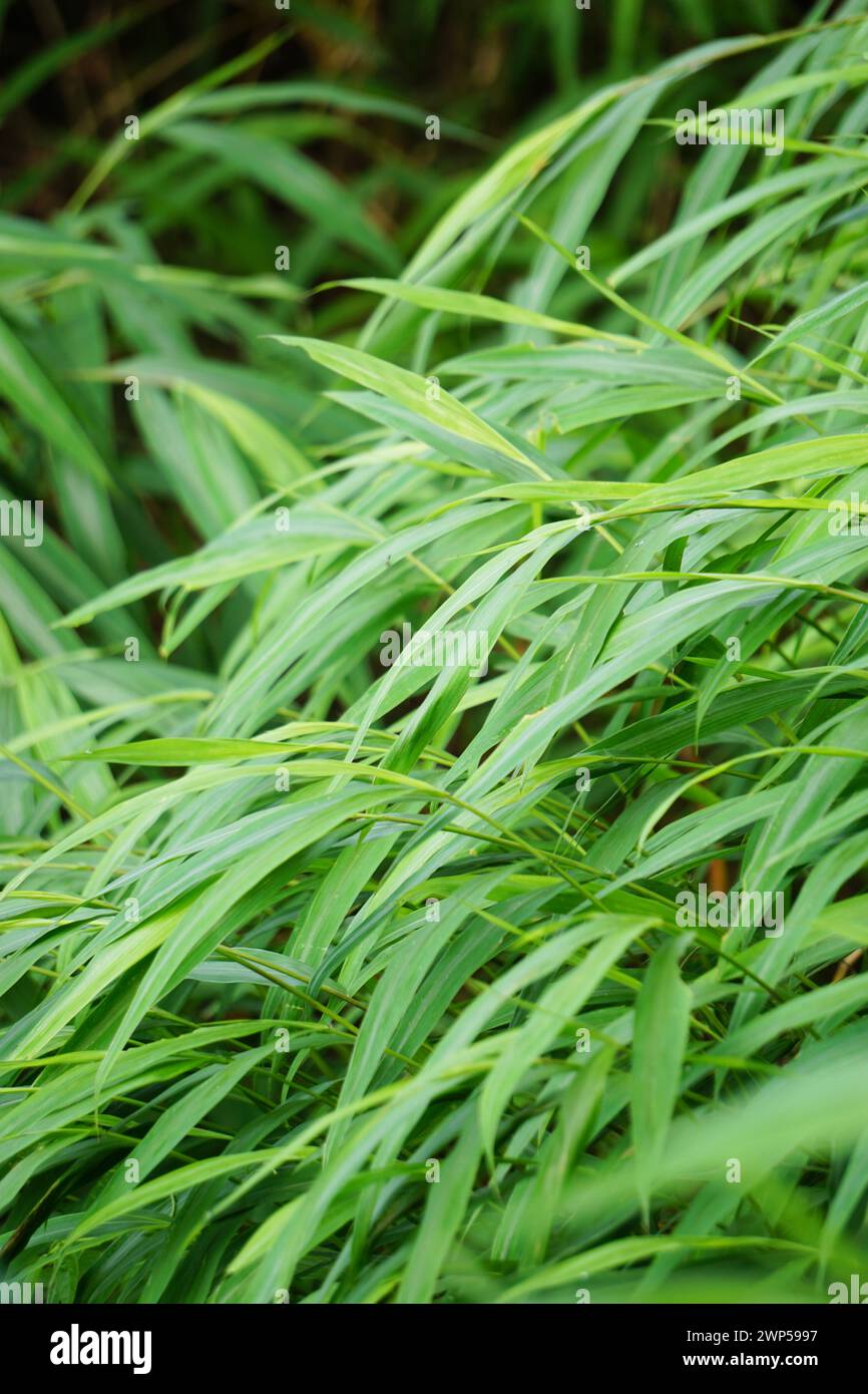 Bamboo grass with a natural background Stock Photo - Alamy