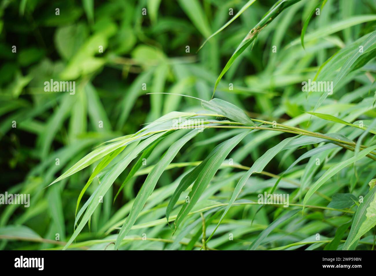 Bamboo grass hi-res stock photography and images - Alamy