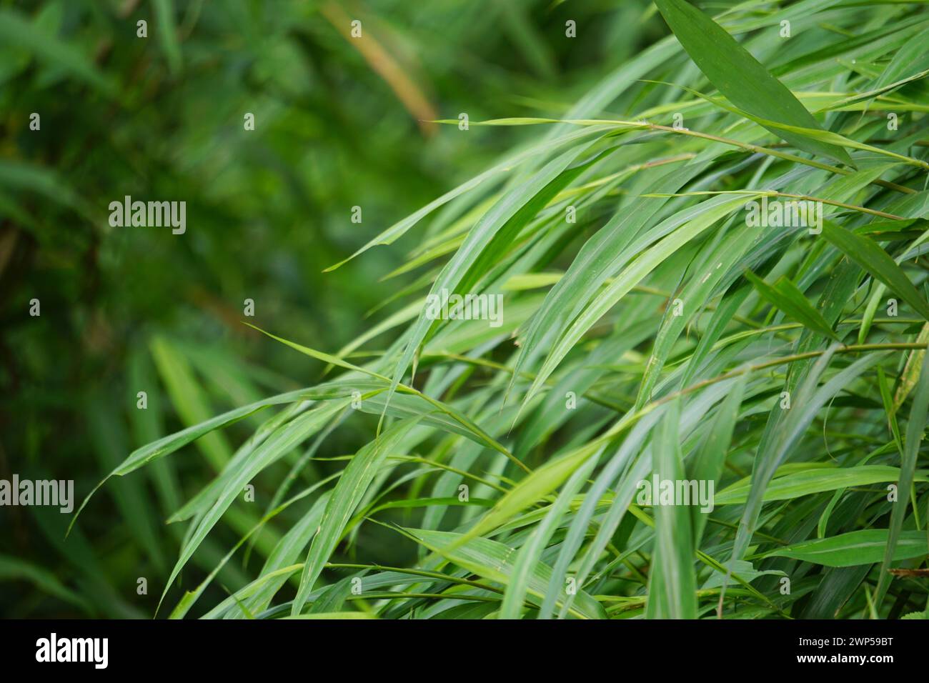 Bamboo grass hi-res stock photography and images - Alamy