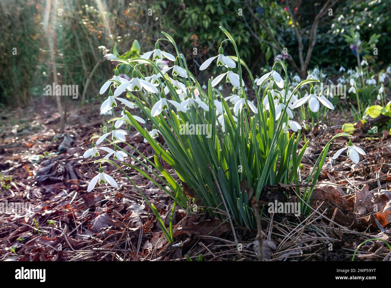 SNOWDROPS Galanthus, or snowdrop, a small genus of approximately 20 ...