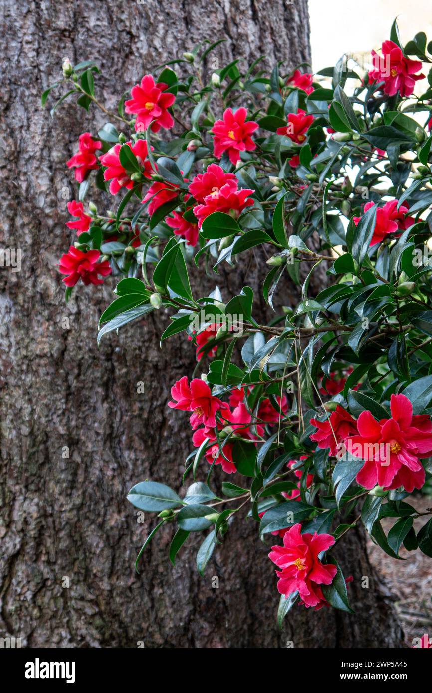 Camellia Japonica Red family Theaceae flowering with tree trunk giving ...