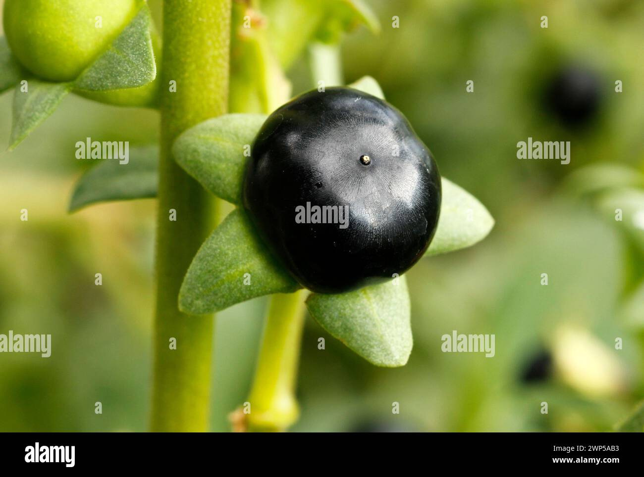 Atropa baetica 'Iberian Belladonna' - BERRIES Stock Photo - Alamy