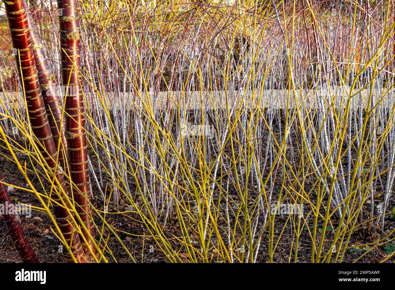 Prunus serrula Tibetetan Cherry Tree, with Cornus sanguinea ' Anny's ...