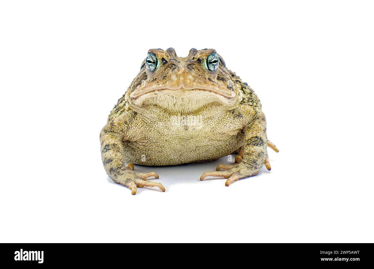 toad isolated on white background. Southern toad - Anaxyrus terrestris ...