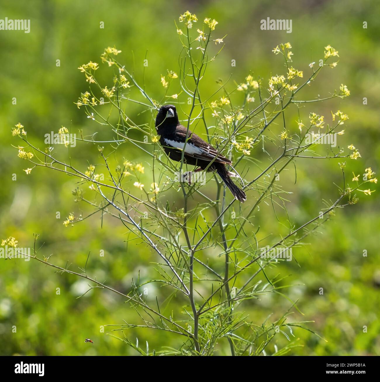 A Lark Bunting, the state bird of Colorado, looking straight ahead ...
