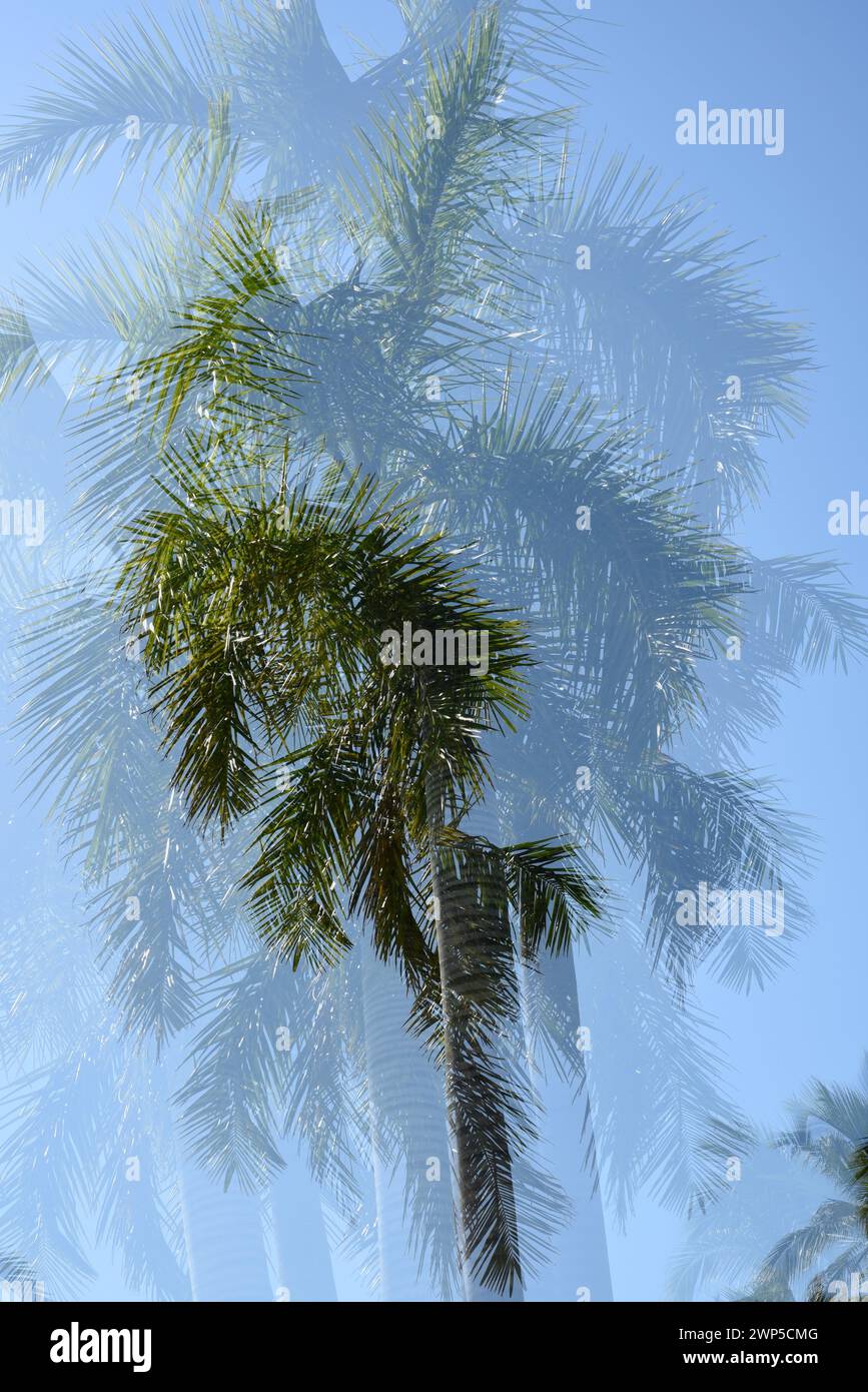 Plam trees hi-res stock photography and images - Alamy