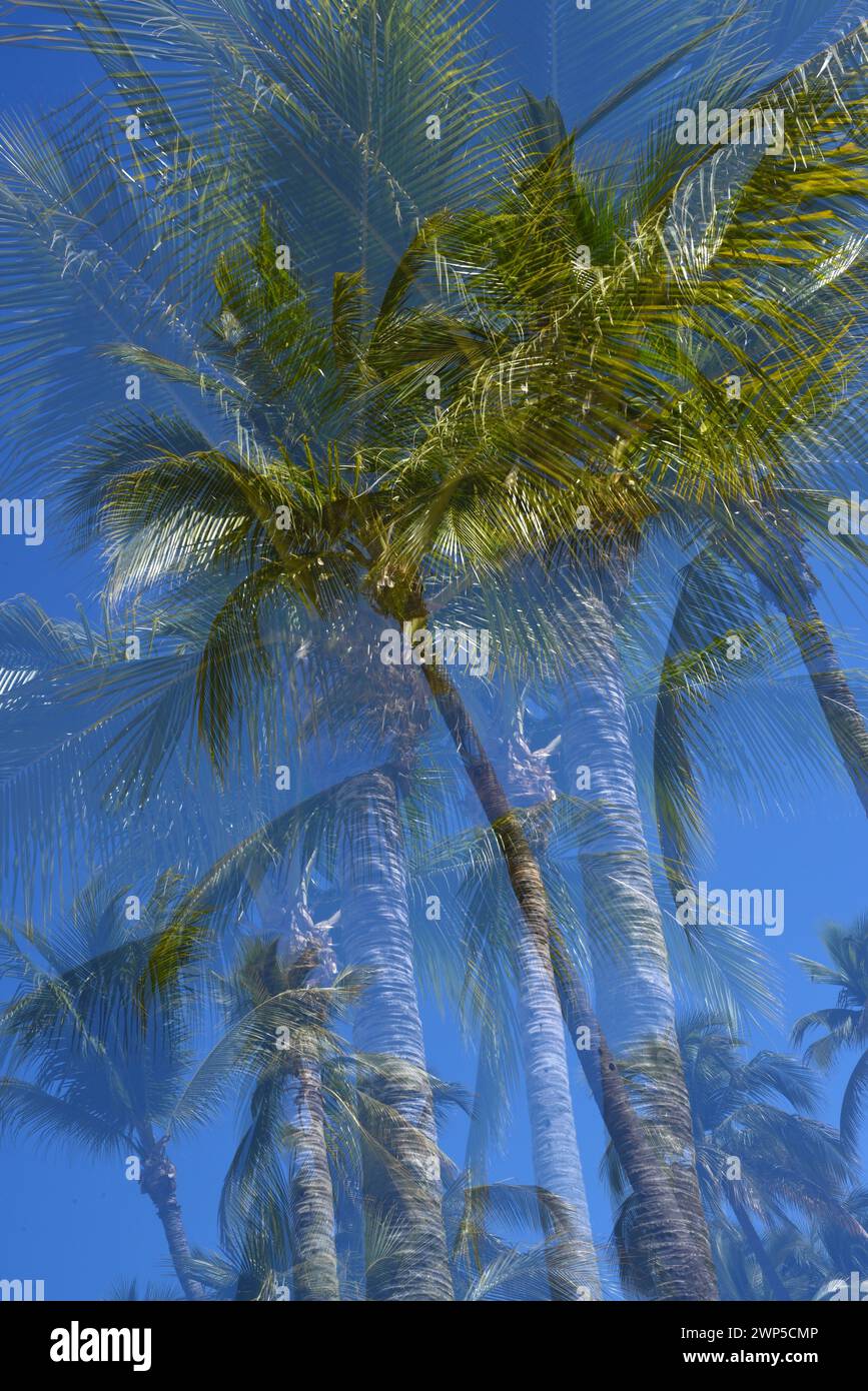 Plam trees hi-res stock photography and images - Alamy