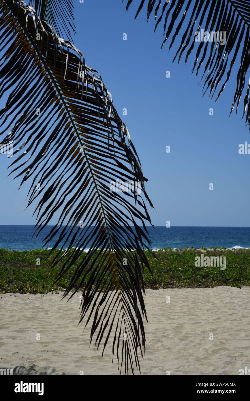 Trees of mexico hi-res stock photography and images - Alamy
