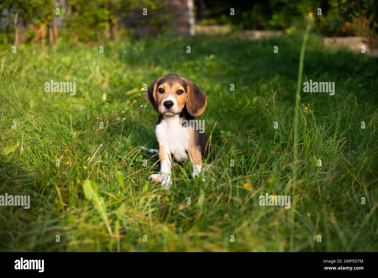 Biggle hi-res stock photography and images - Alamy