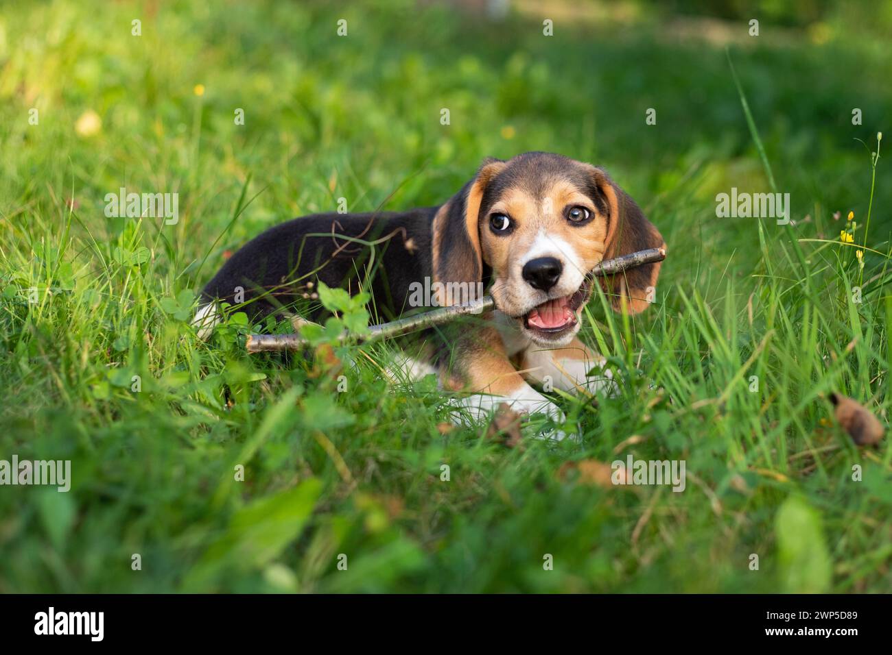 Biggle hi-res stock photography and images - Alamy