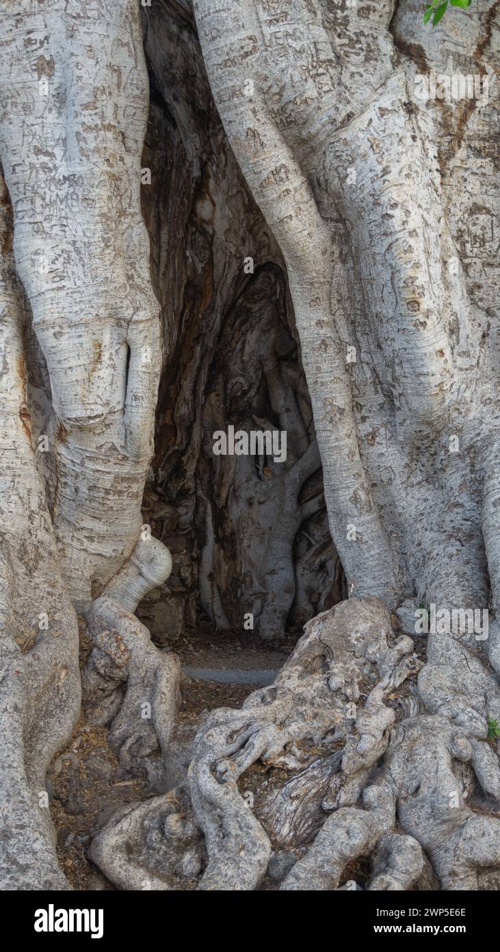 Ancient tree, secret hollow Stock Photo - Alamy