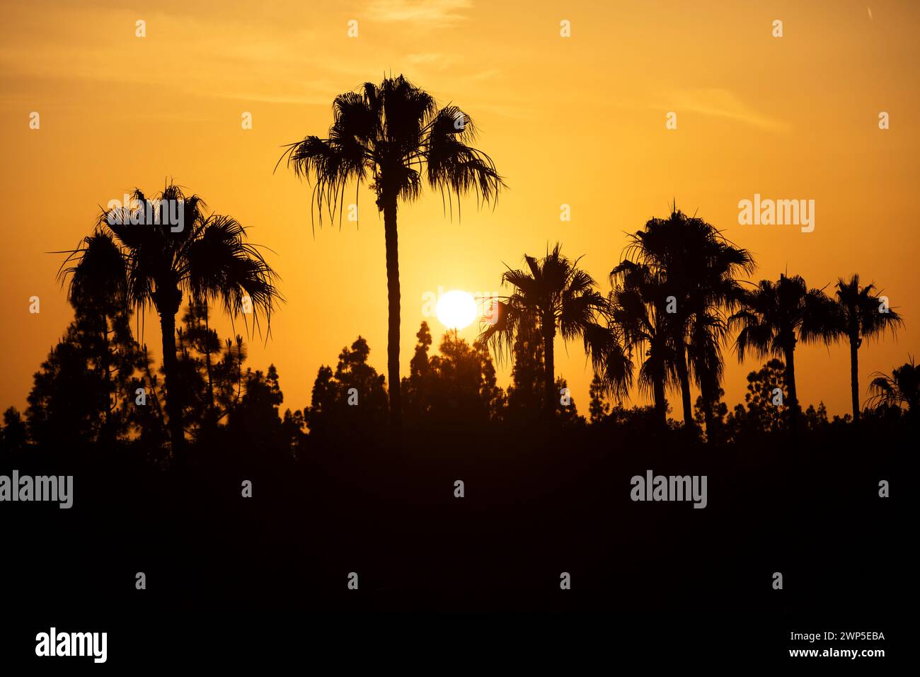 Silhouetted palm trees in hi-res stock photography and images - Alamy