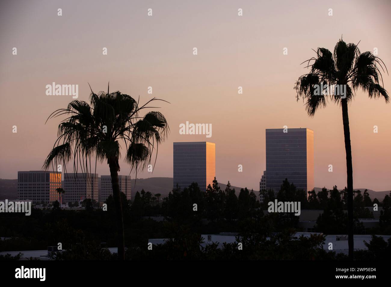 Sunset silhouetted palm trees and downtown skyline of Irvine ...