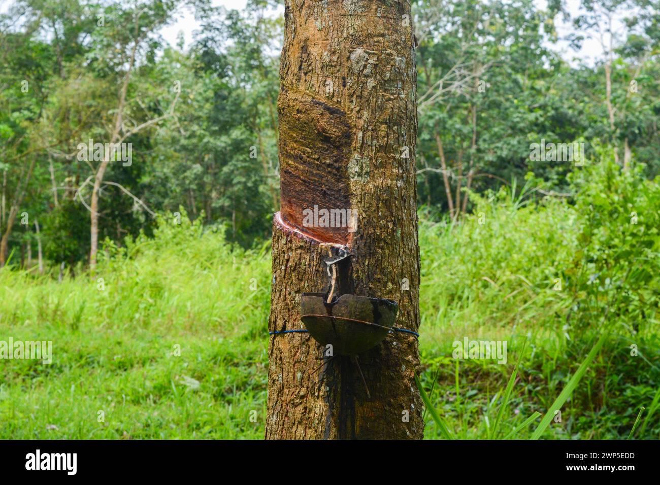 Latex is extracted from natural rubber rubber tree sources, Indonesia ...