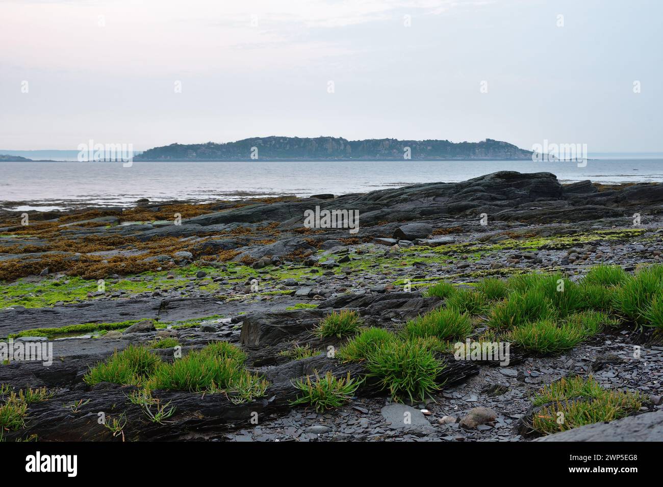 Seashore with rocks, seaweeds and green plant. Offshore island on a ...