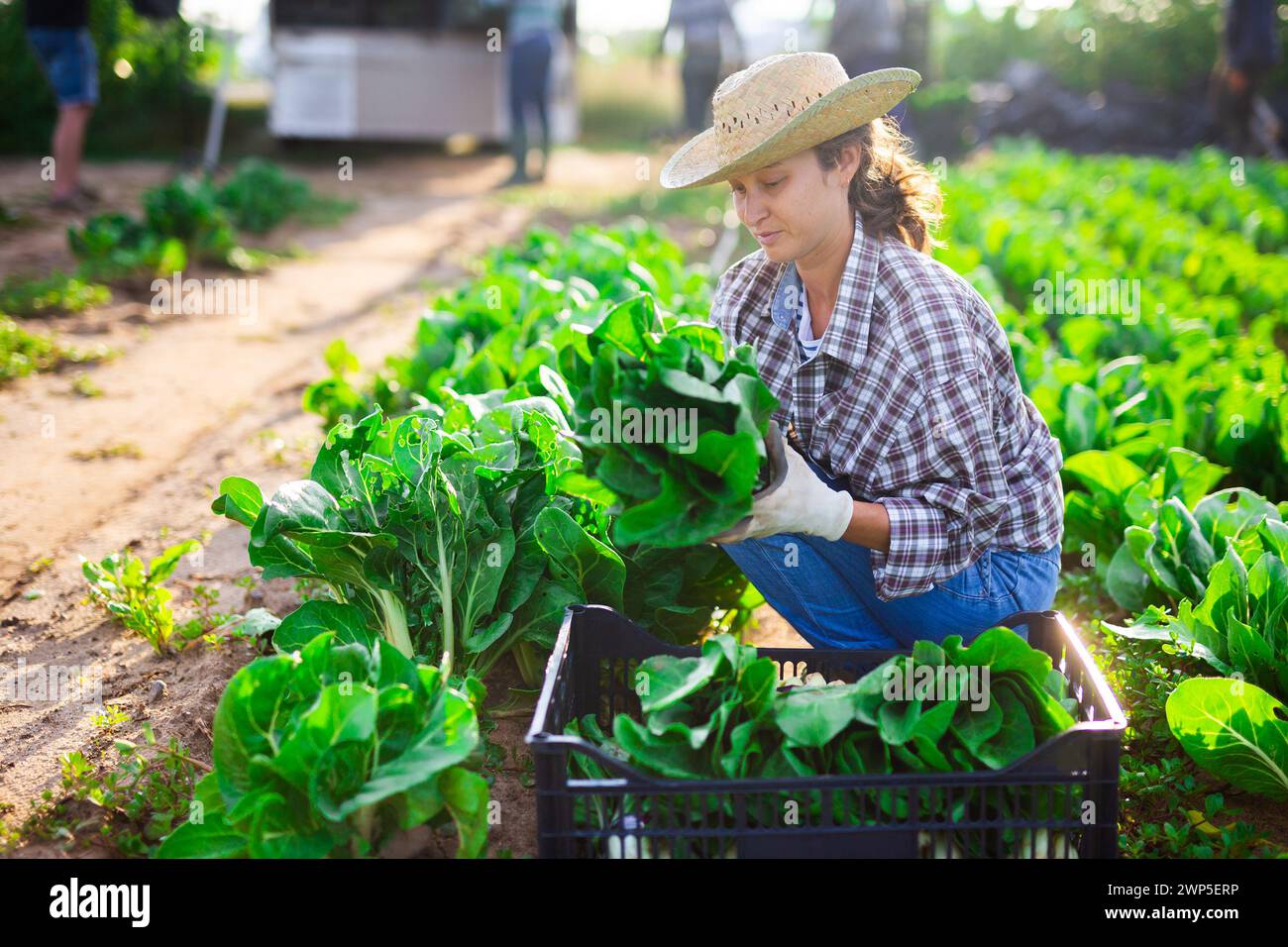 Female farmer harvesting bok choy on farm plantation Stock Photo - Alamy