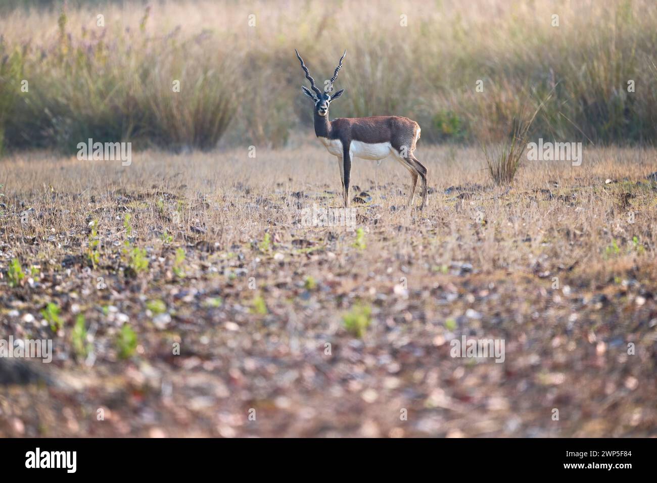 Blackbuck, Kanha National Park, India Stock Photo - Alamy