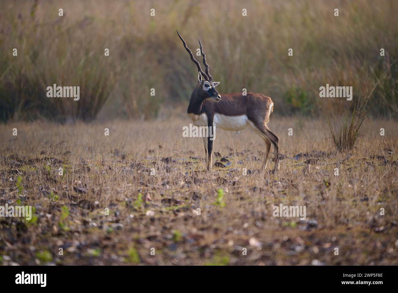 Blackbuck, Kanha National Park, India Stock Photo - Alamy