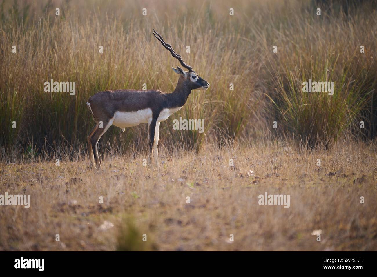 Blackbuck, Kanha National Park, India Stock Photo - Alamy