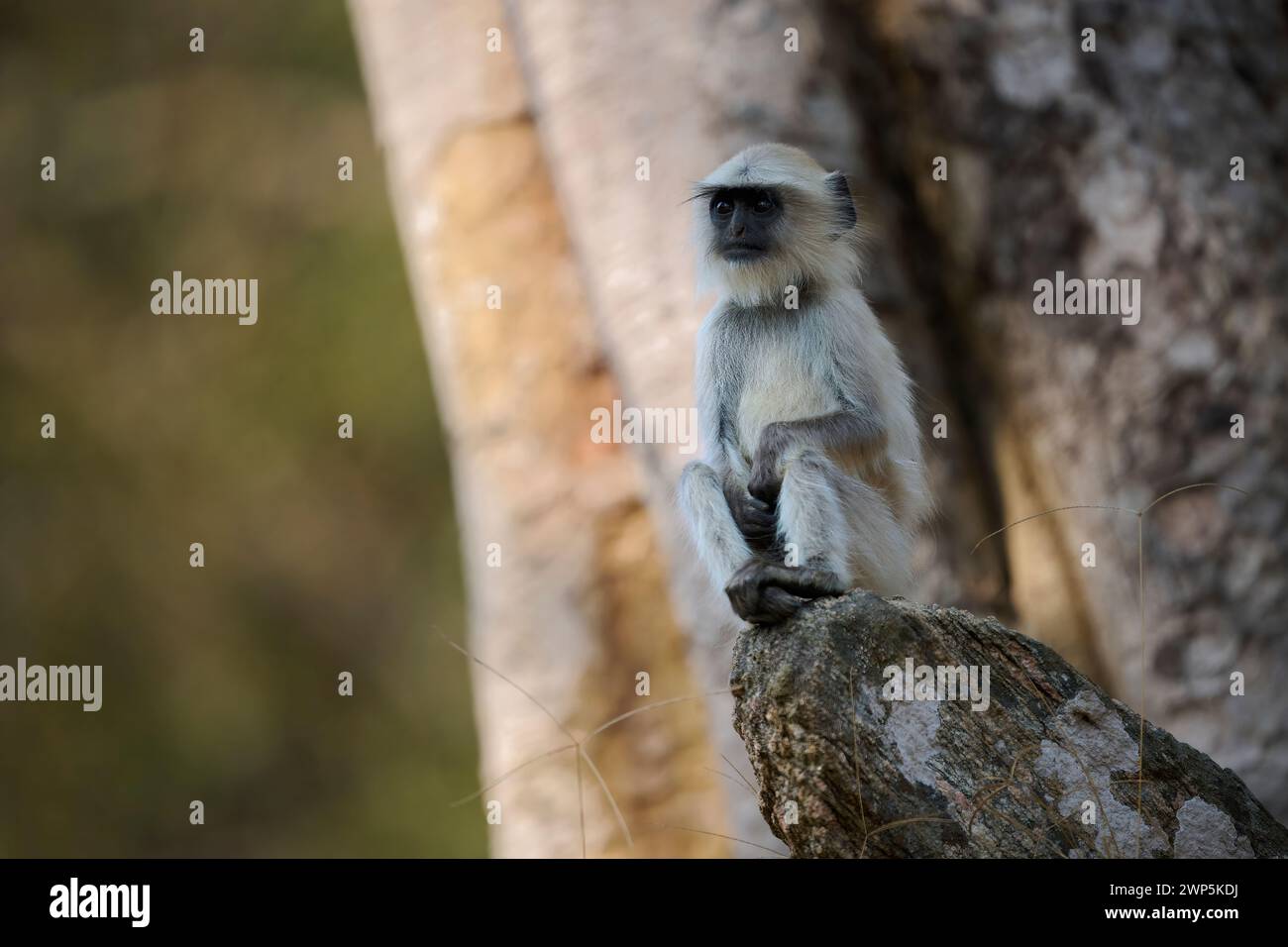 Gray langur monkey in Kanha National Park, India Stock Photo - Alamy