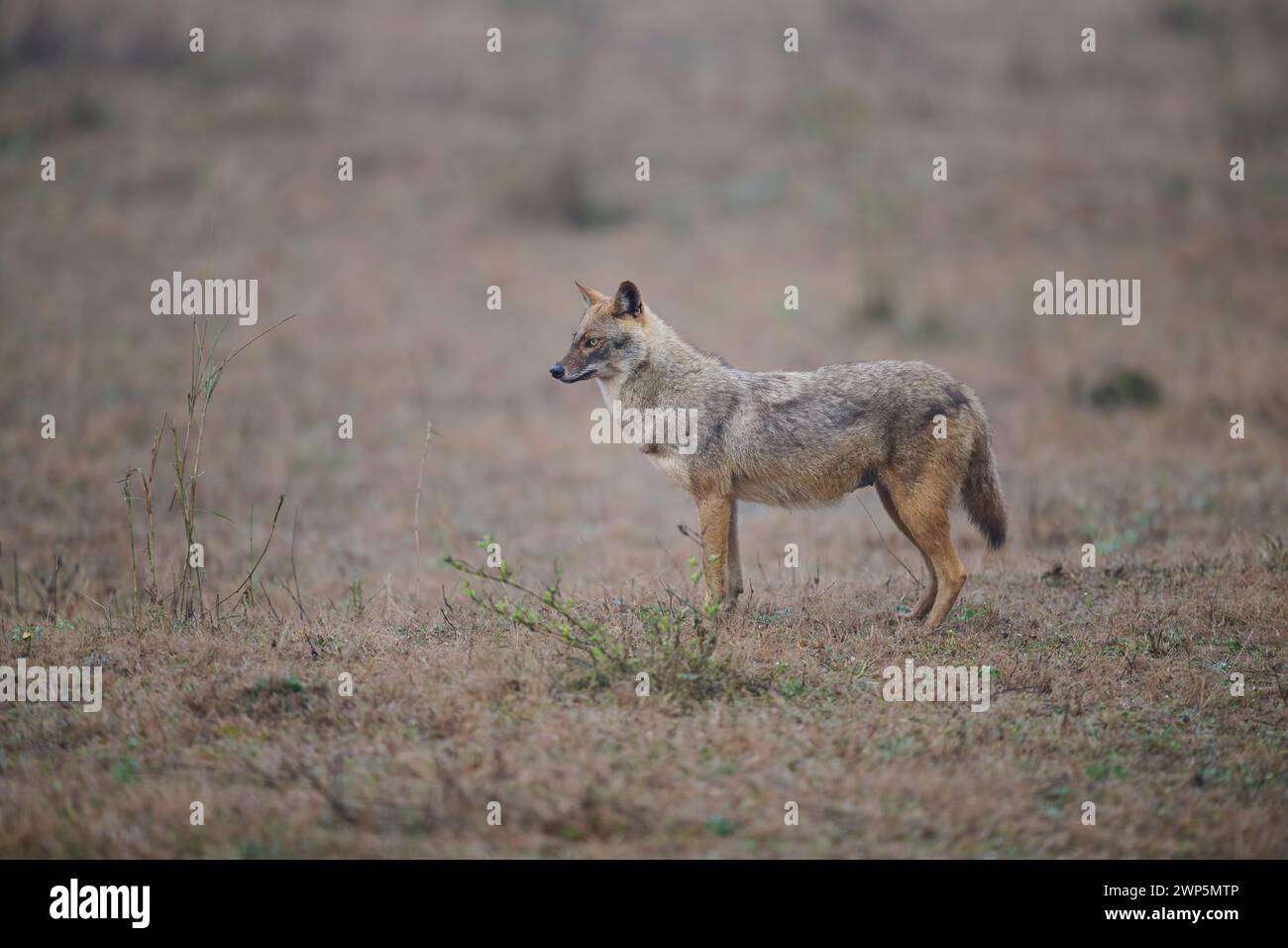 India jackal hi-res stock photography and images - Alamy