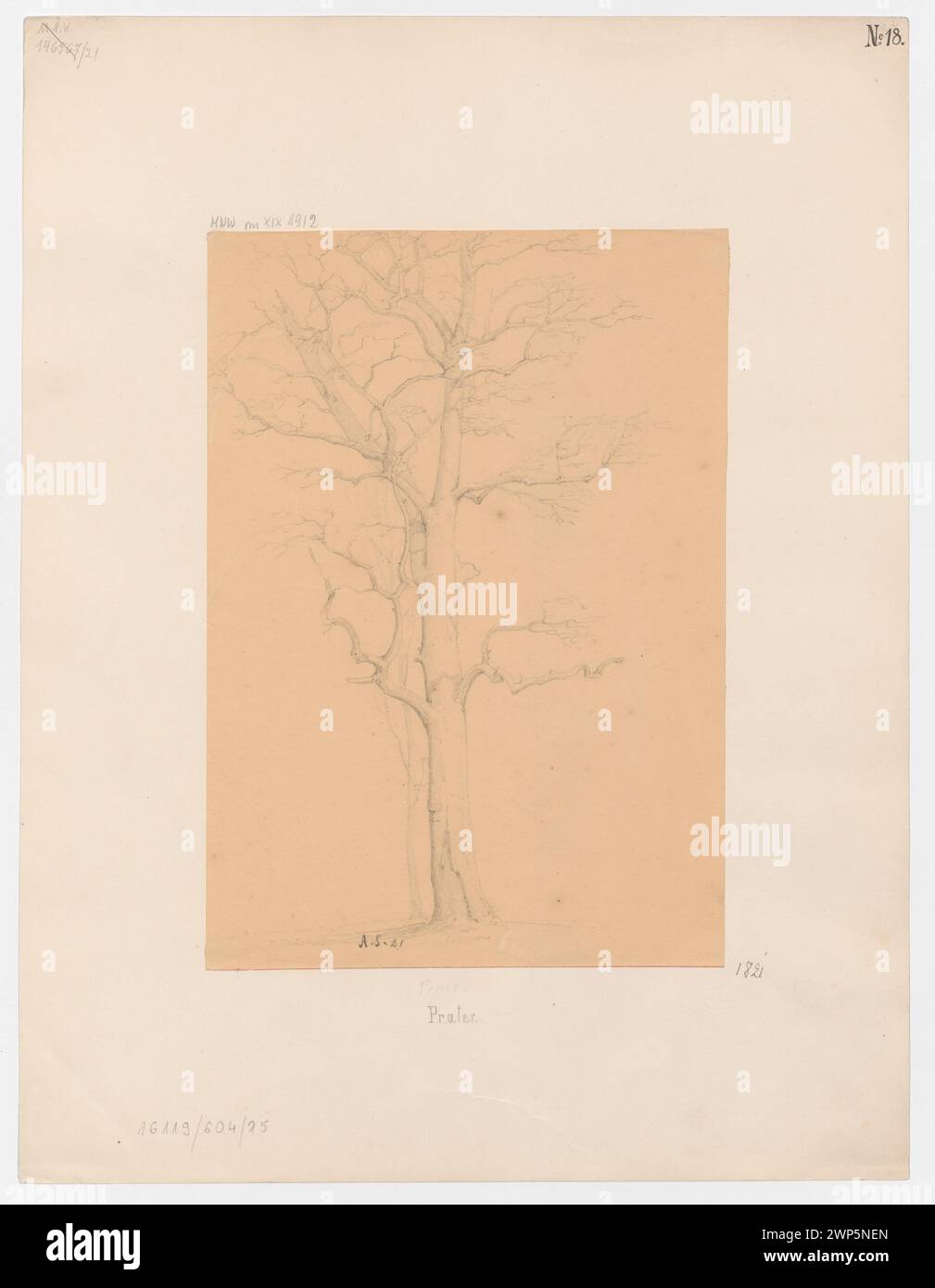 Disticular tree; Schadow, Albert Dietrich (1797-1869); 1821 (1821-00-00 ...