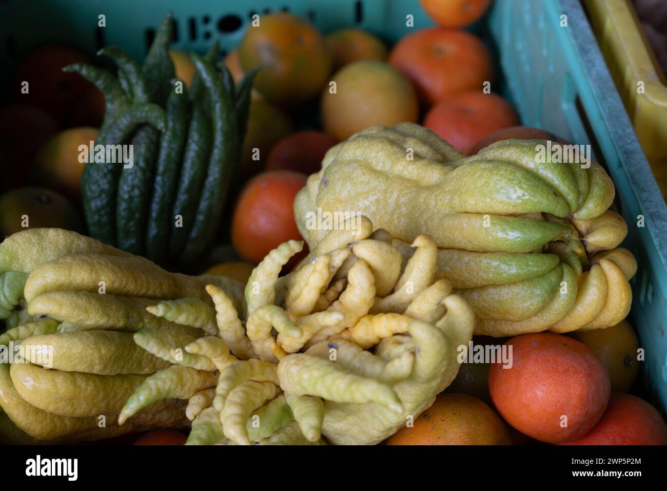 Buddhas hand lemon citrus hi-res stock photography and images - Alamy