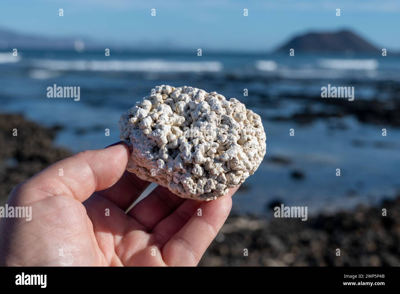 White popcorn shaped corals on white corals beach in Corralejo ...