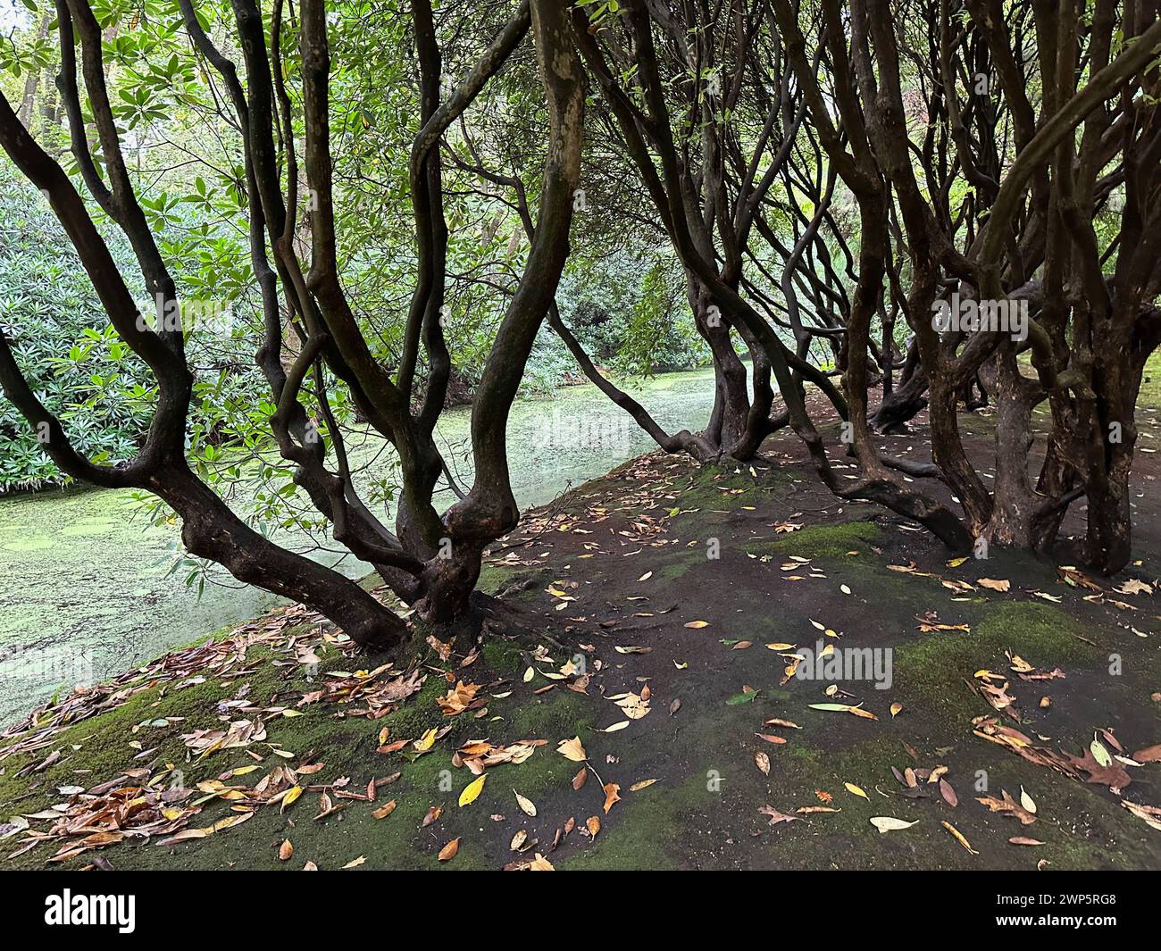 Leafless trees near water channel in park Stock Photo - Alamy
