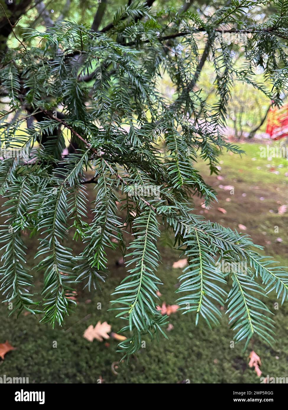 Tree with spreading branches hi-res stock photography and images - Alamy