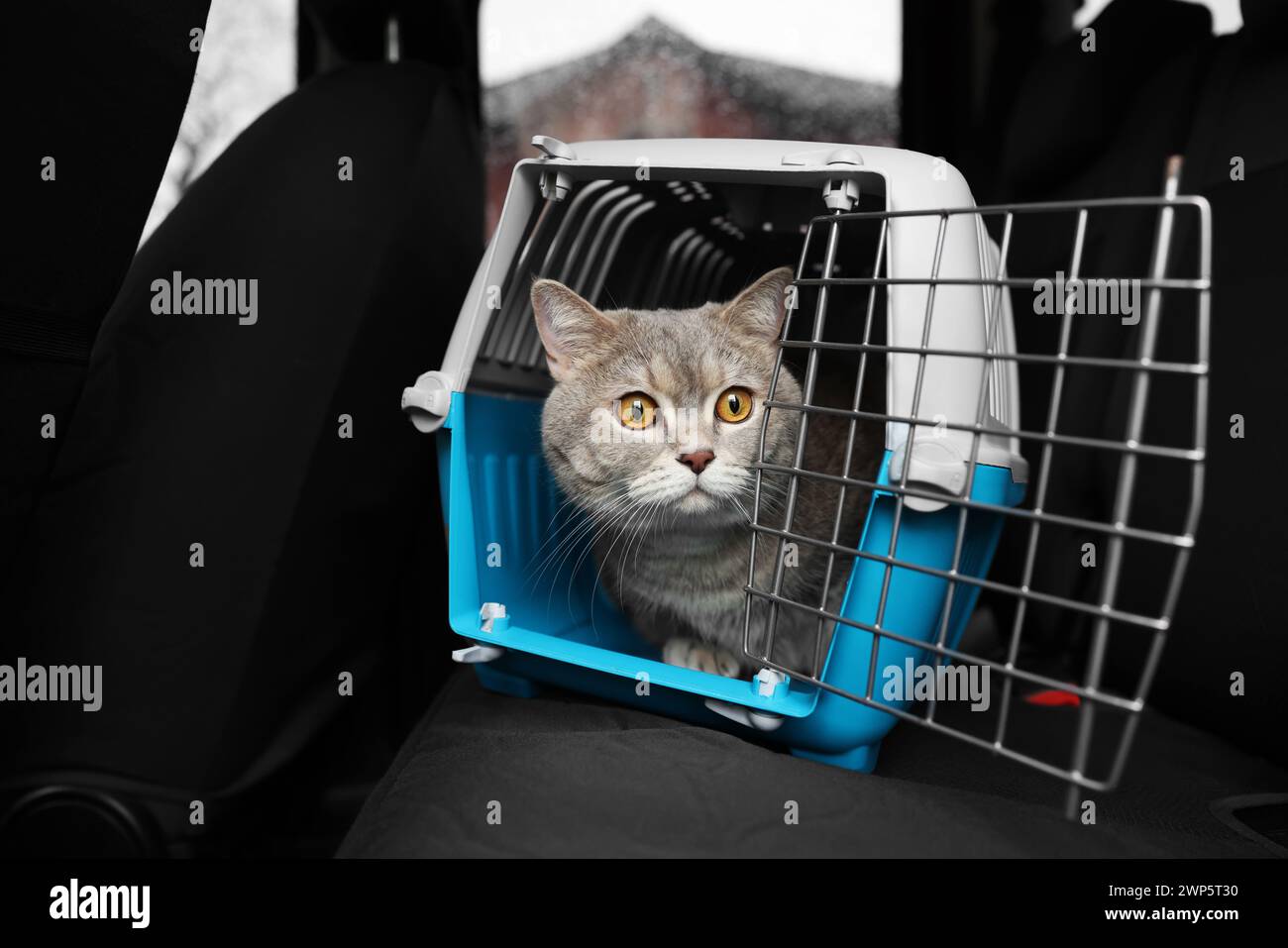 Cat inside car hi-res stock photography and images - Alamy
