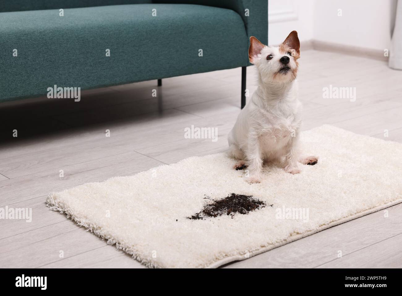Cute dog near mud stain on rug indoors. Space for text Stock Photo - Alamy