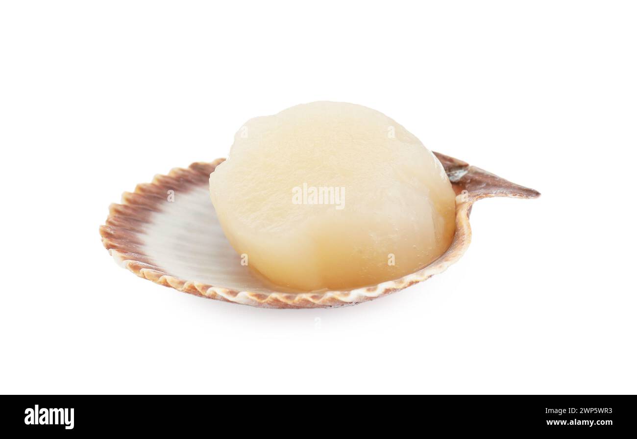 Fresh raw scallop in shell isolated on white Stock Photo - Alamy