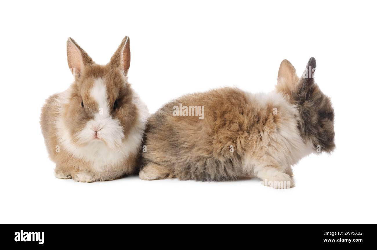 Cute fluffy pet rabbits isolated on white Stock Photo - Alamy