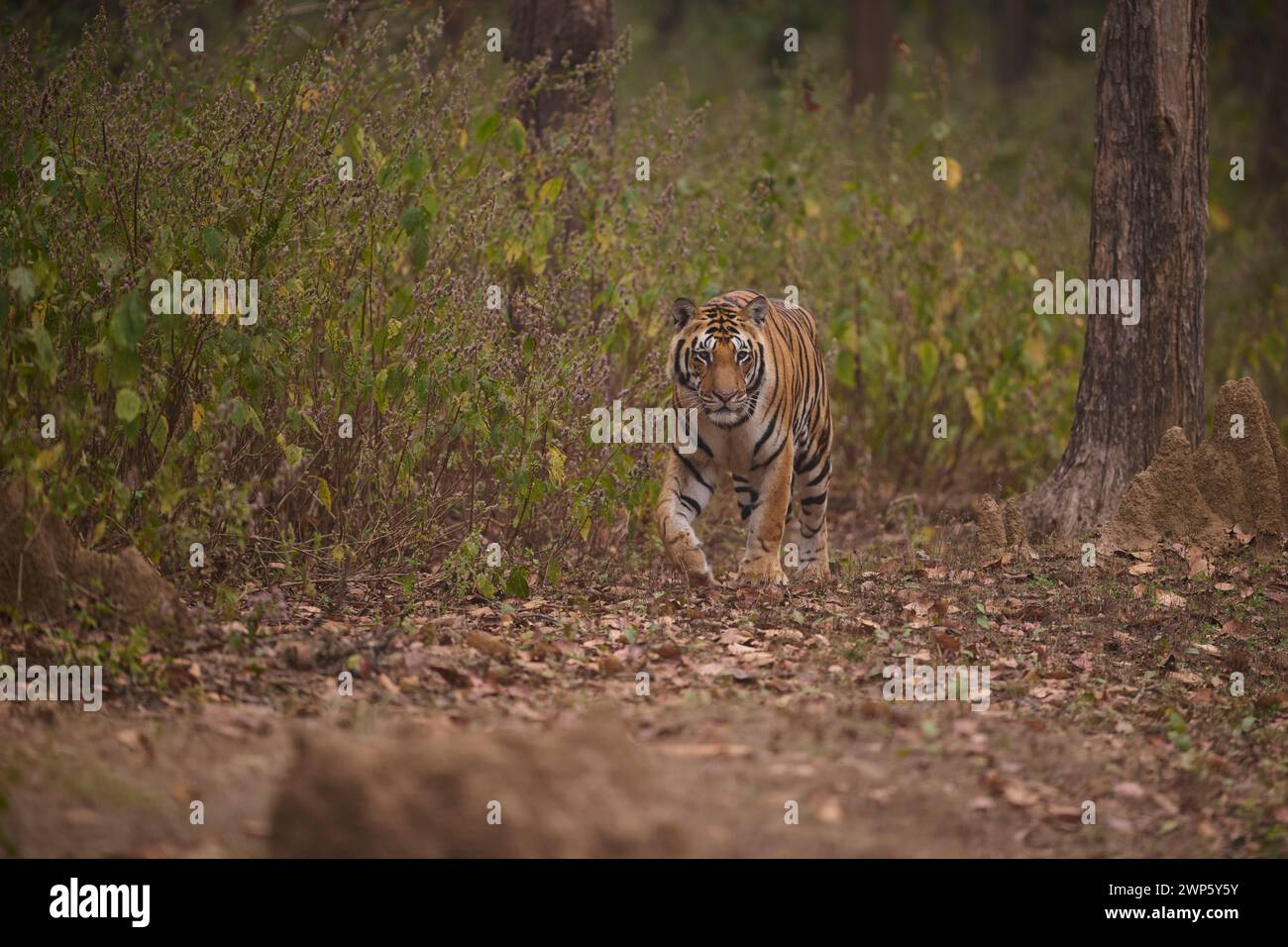 Bengal tiger images hi-res stock photography and images - Alamy