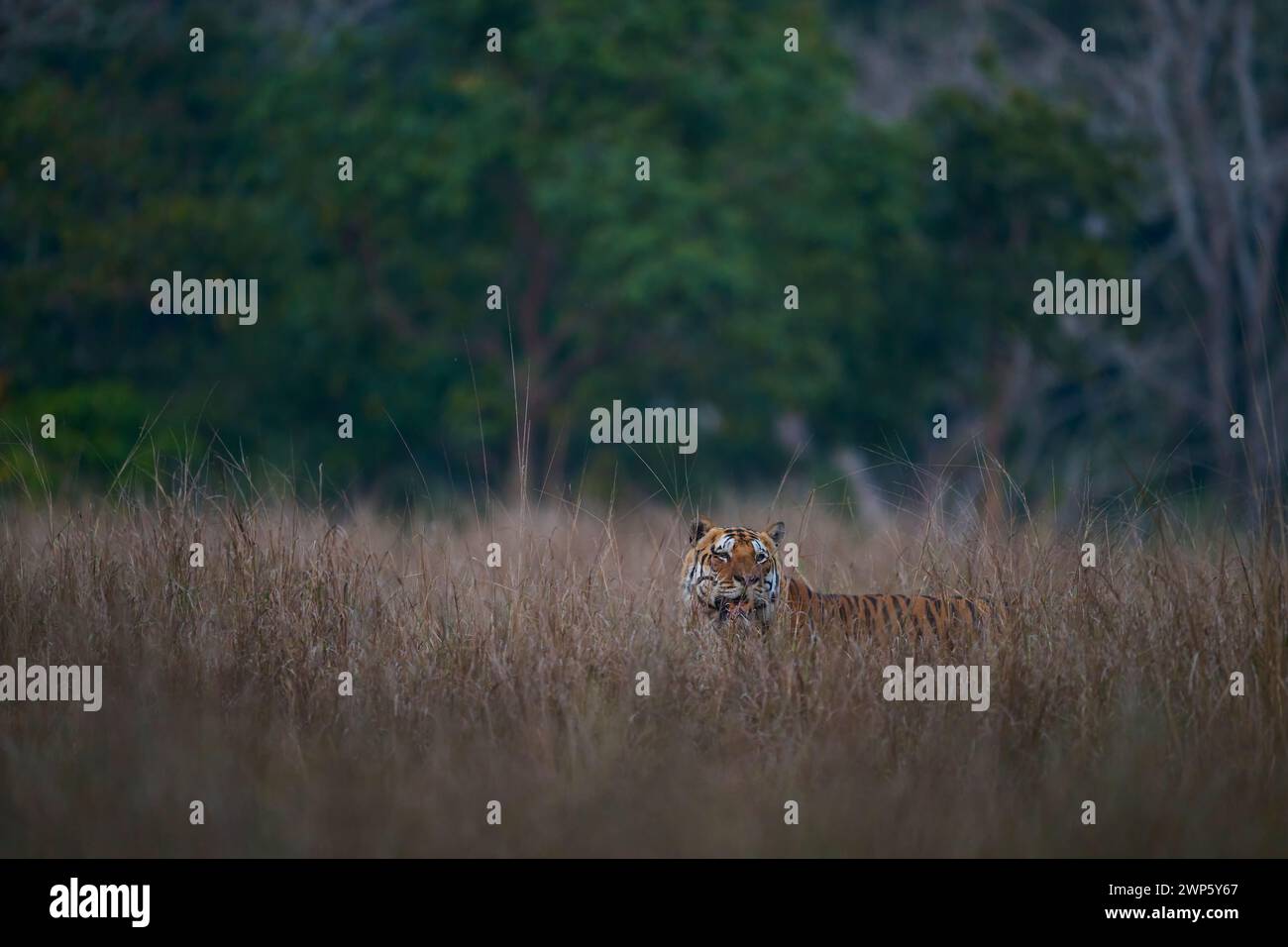 Large male bengal tiger known as Bhaisanghat male or T46, Kanha ...