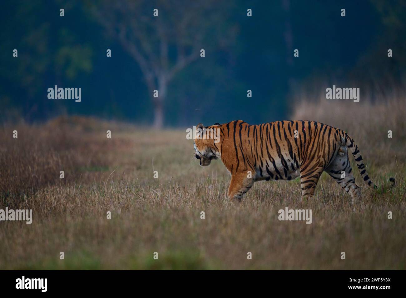 Large male bengal tiger known as Bhaisanghat male or T46, Kanha ...