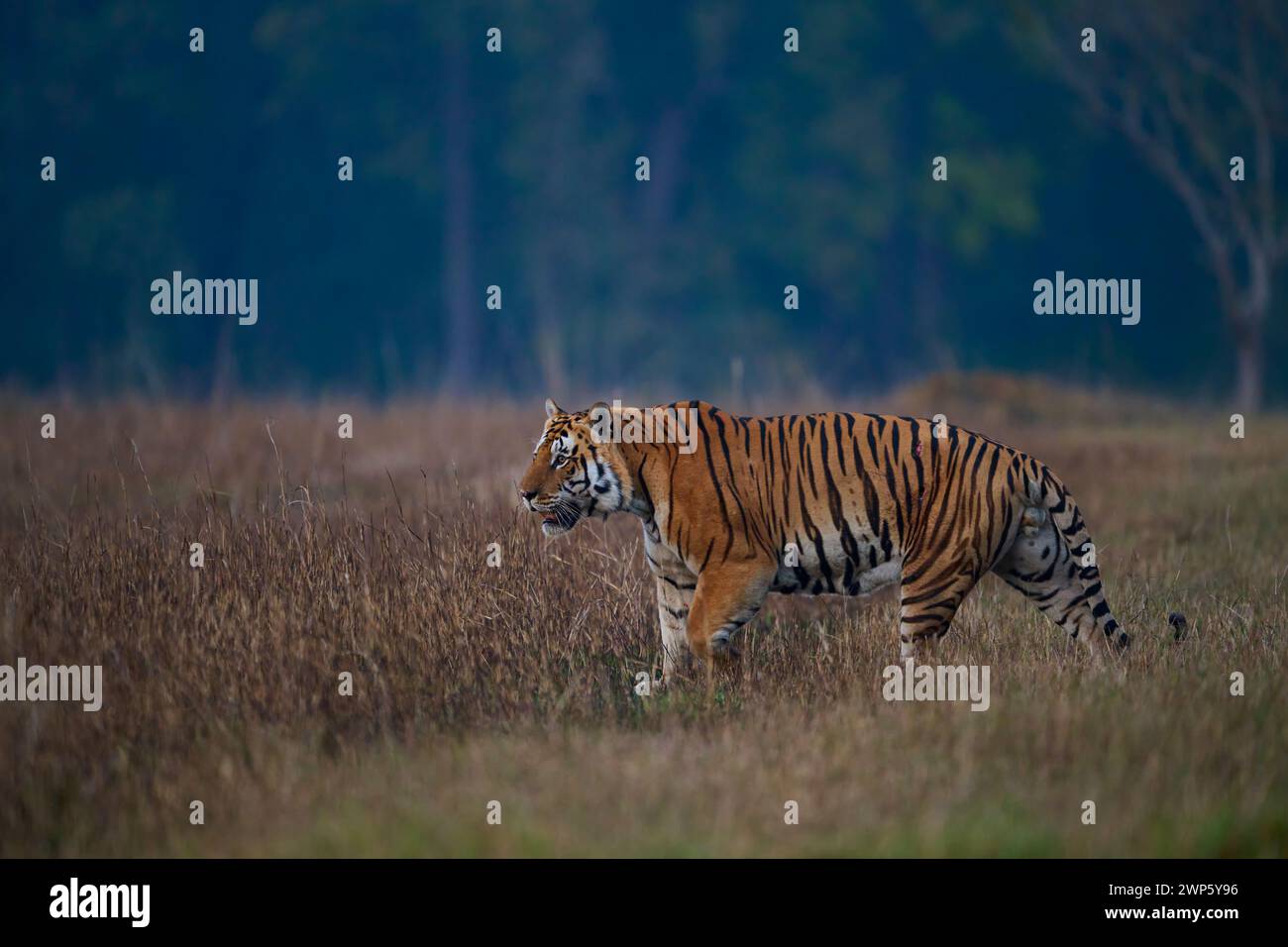 Large male bengal tiger known as Bhaisanghat male or T46, Kanha ...