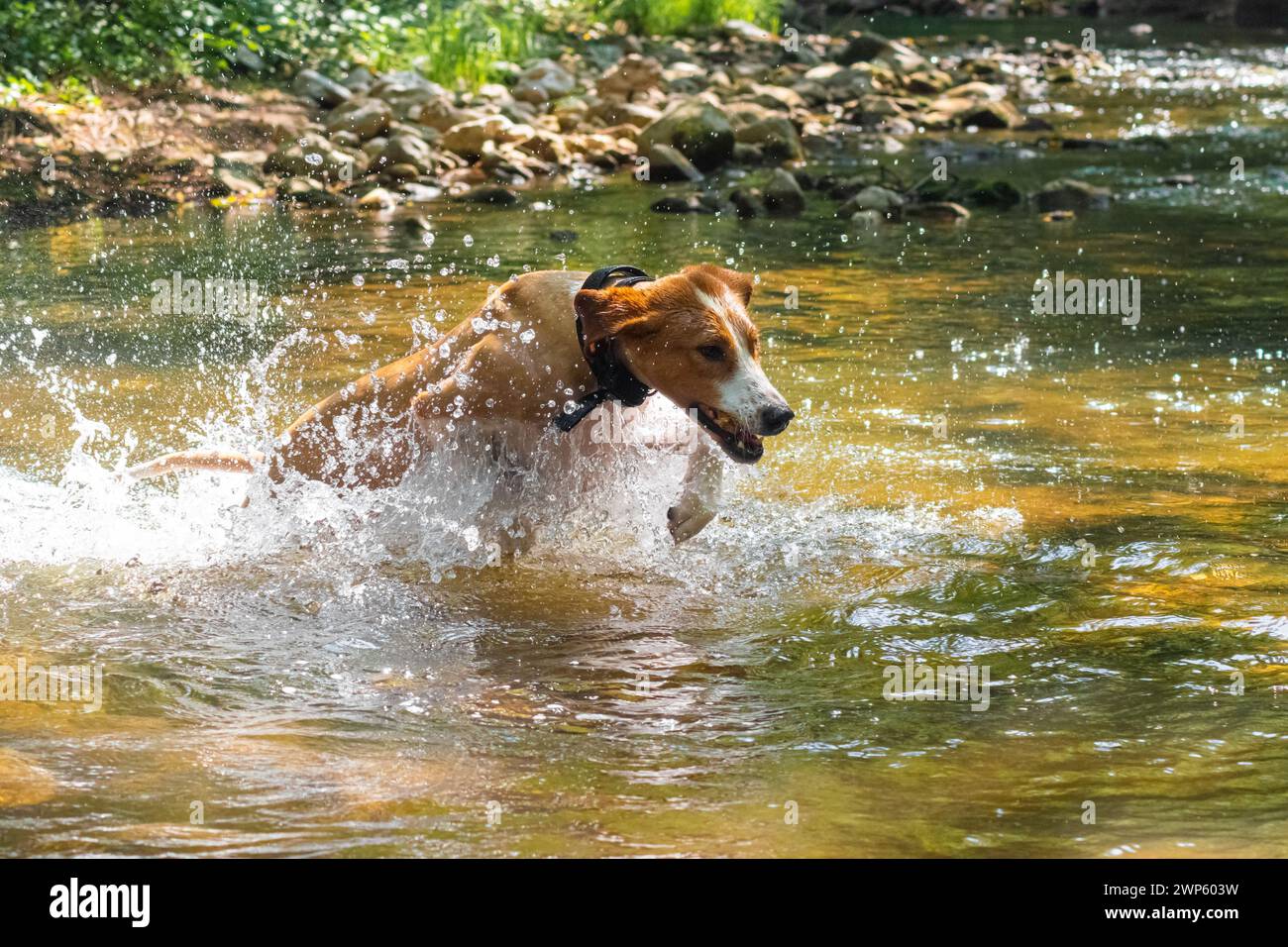 Swimming dog man hi-res stock photography and images - Alamy