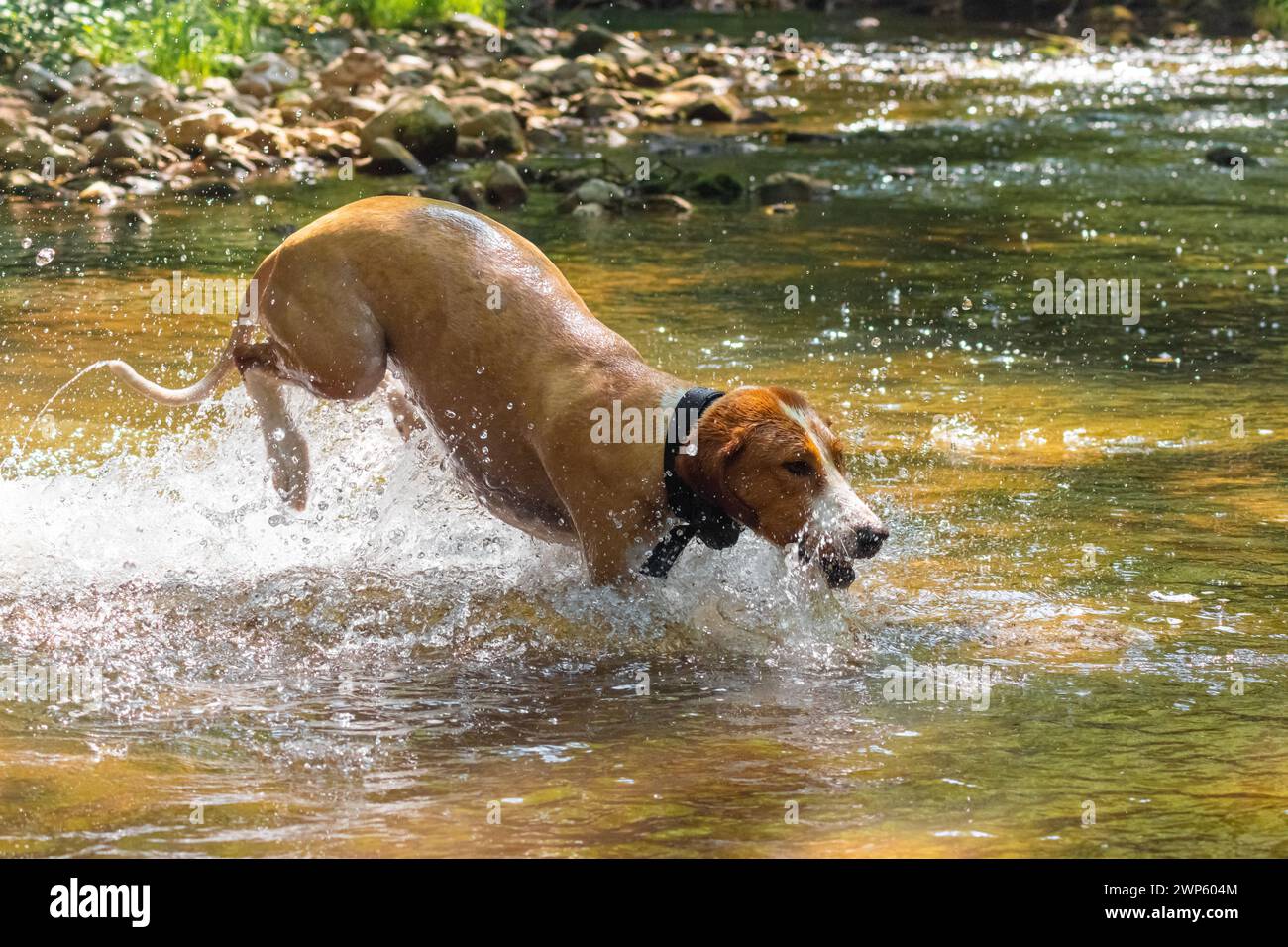 Dog wildly and happily jumping in shallow river Stock Photo - Alamy