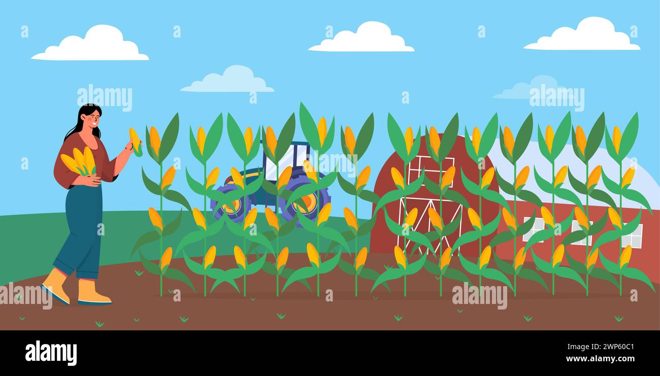 Woman harvesting corn vector Stock Vector Image & Art - Alamy