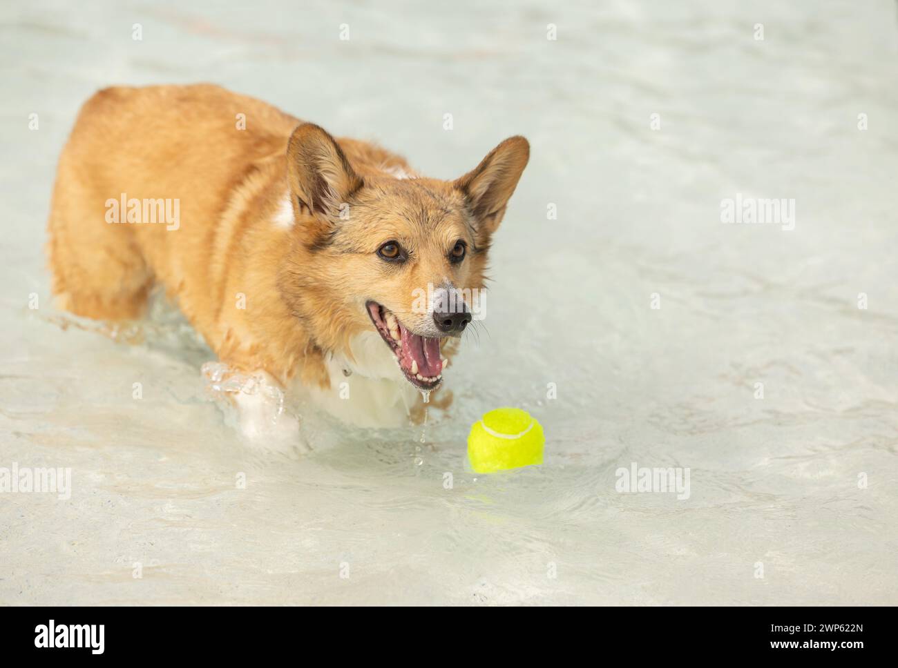 A happy corgi playing with a tennis ball in a shallow pool Stock Photo ...
