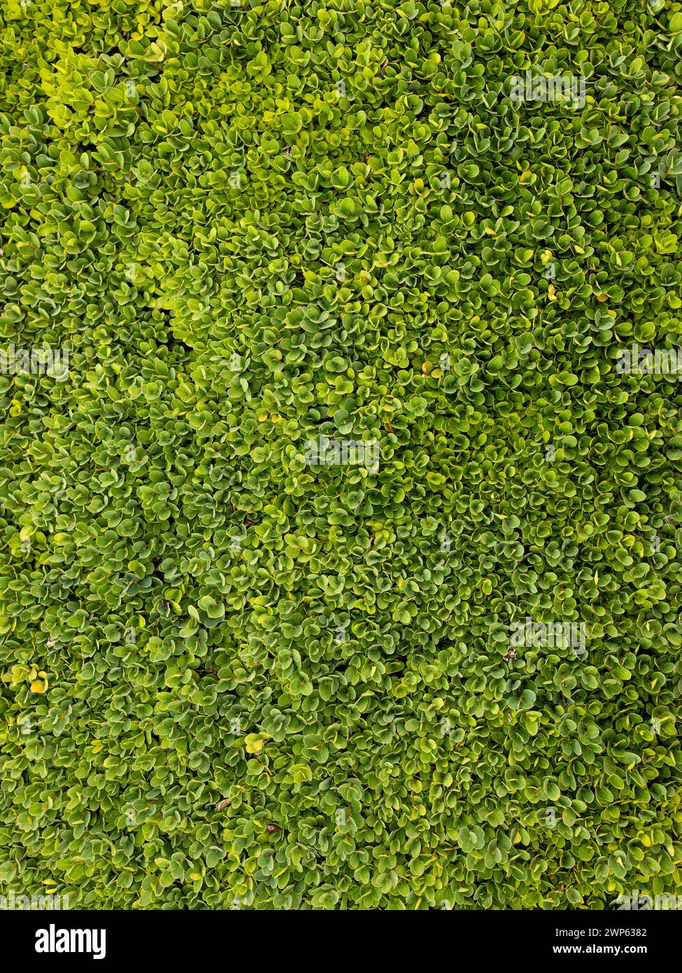 Flat surface of green boxwood leaves creating a soothing texture or ...