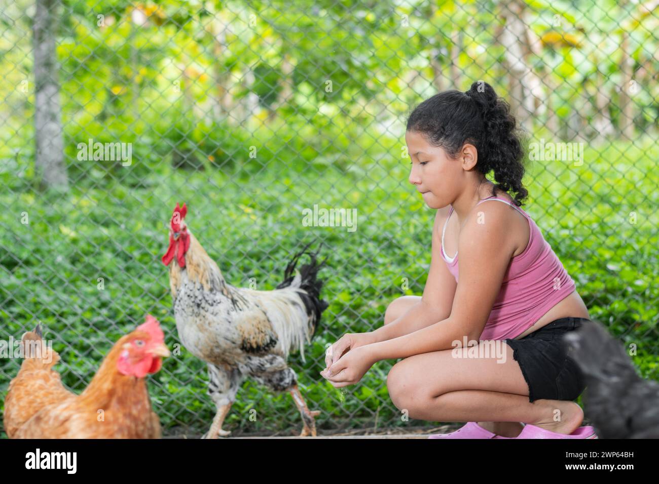 latin peasant girl inside the chicken coop taking care of the hens ...