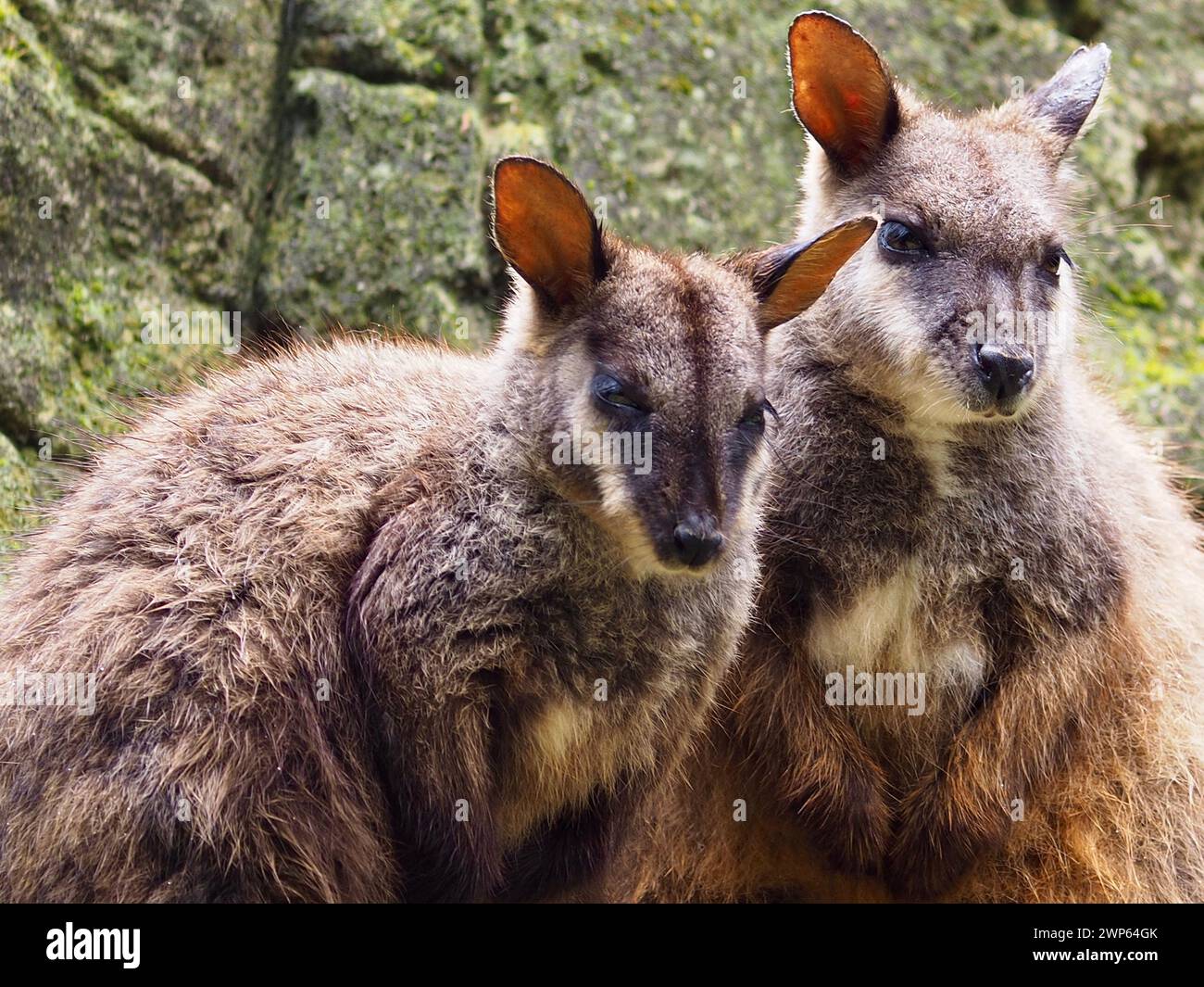 Foxes mating hi-res stock photography and images - Alamy