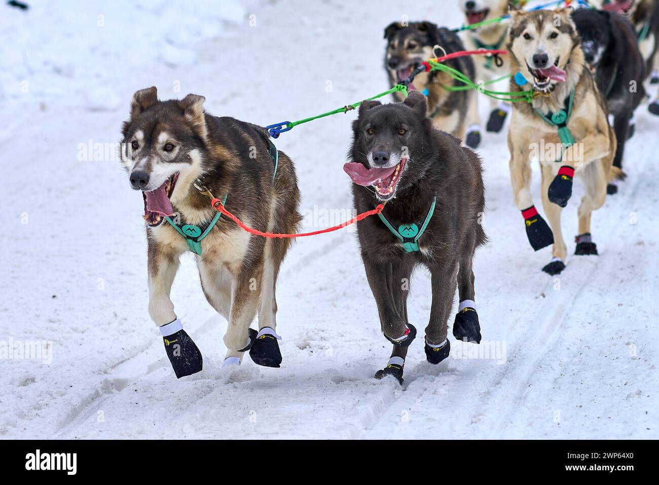 The lead dogs of musher Anna Berington at the Iditarod dog sled race ...