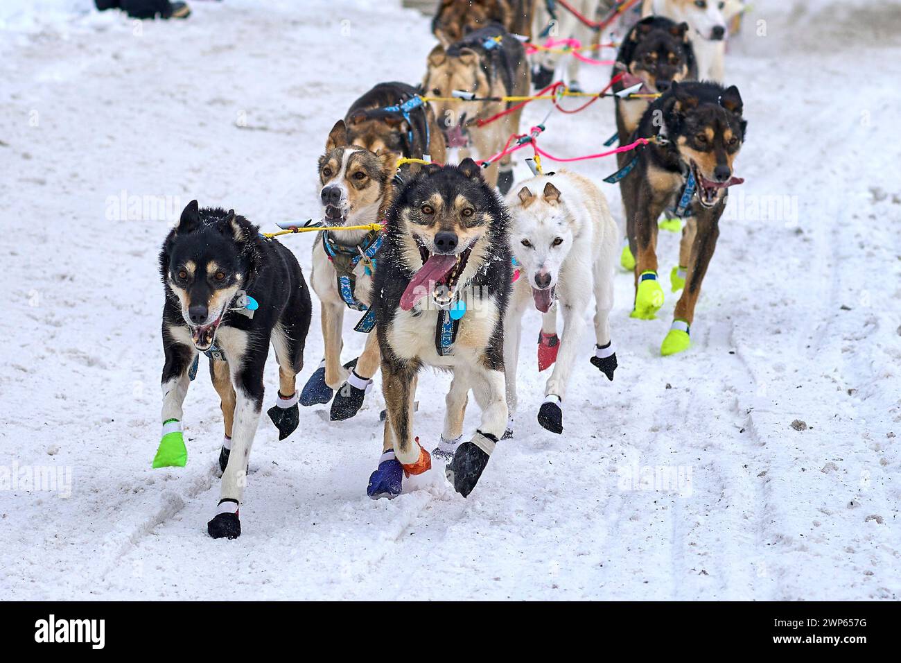 Anchorage, United States. 29th Feb, 2024. The lead dogs of musher ...