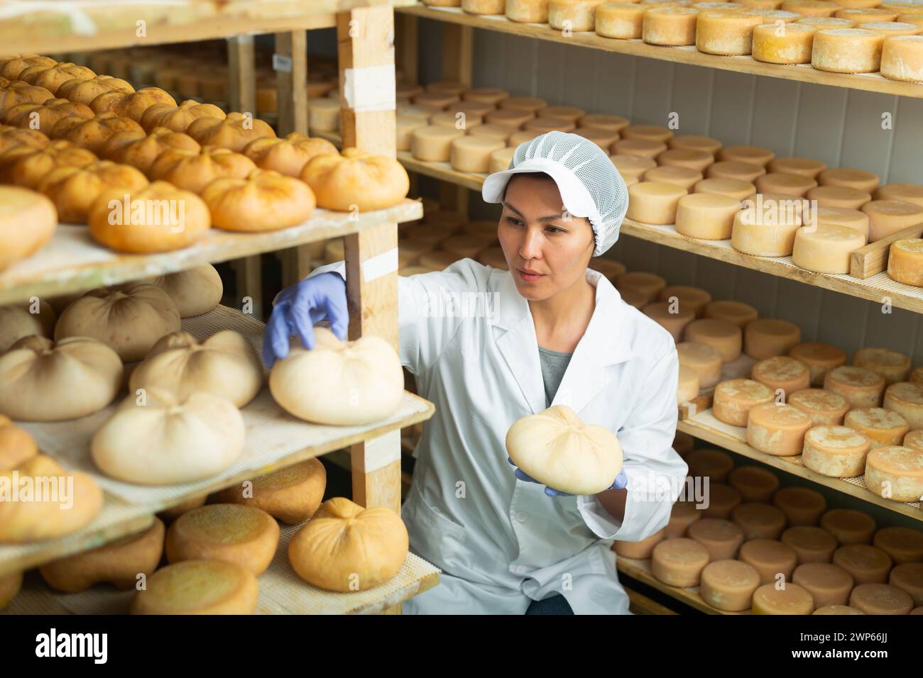 Woman cheesemaker checking aging process of cheese in maturing chamber ...