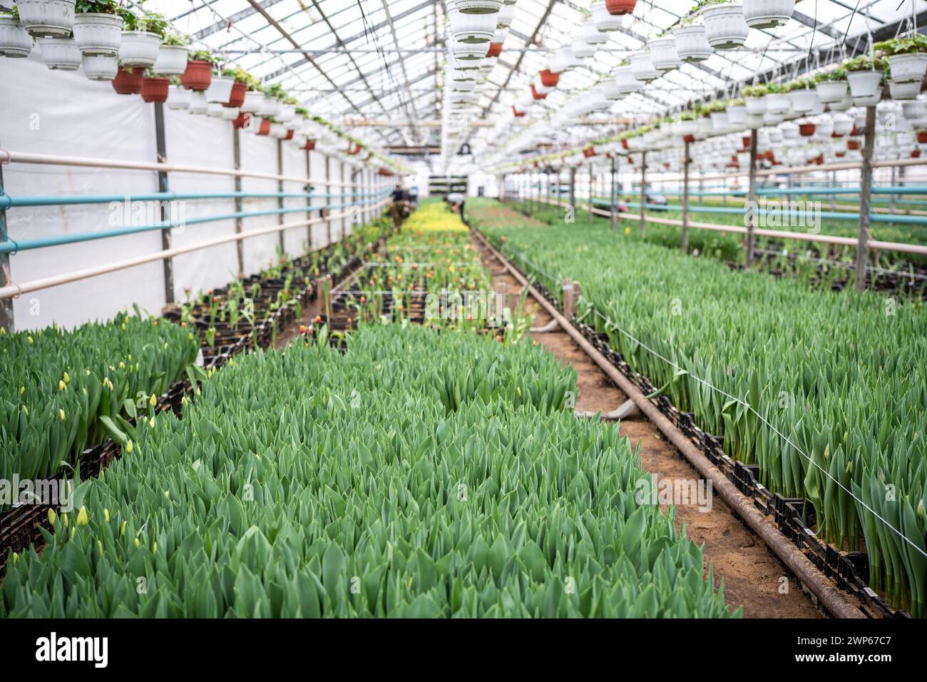 Plantation of tulips cultivation in greenhouse. Seedling of spring ...